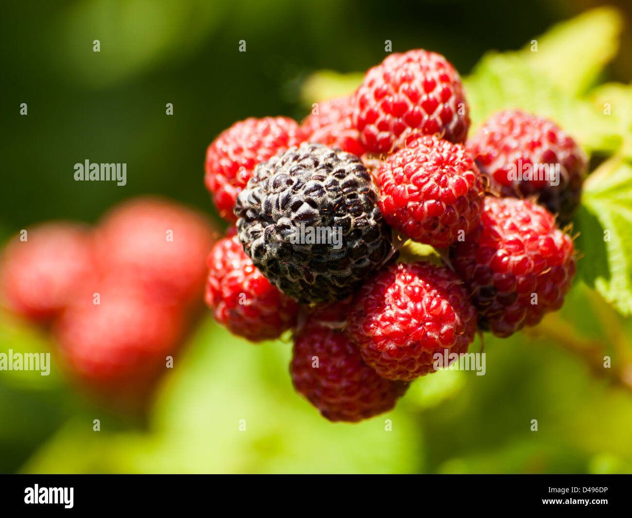 Black raspberry growing in the graden Stock Photo - Alamy