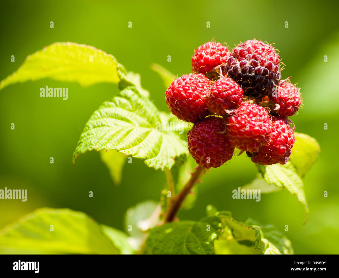 Black raspberry growing in the graden Stock Photo - Alamy