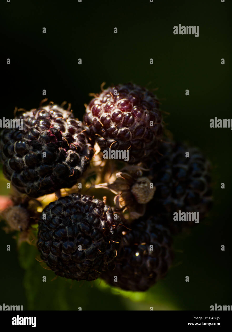 Black raspberry growing in the graden Stock Photo - Alamy