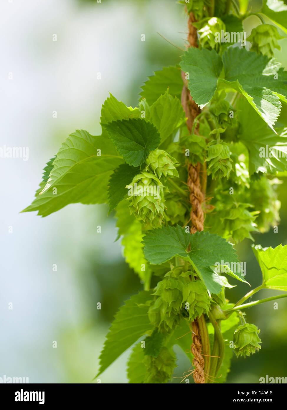 Hops farm in Palisade, Colorado. Hops are used primarily as a flavoring ...