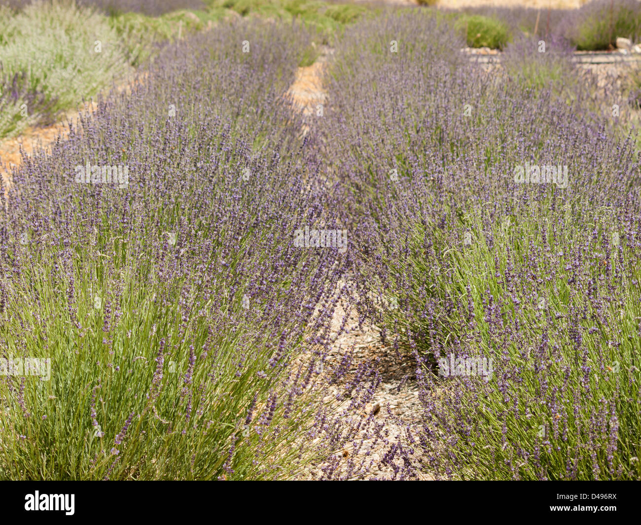 Lavender farm in Palisade, Colorado Stock Photo - Alamy