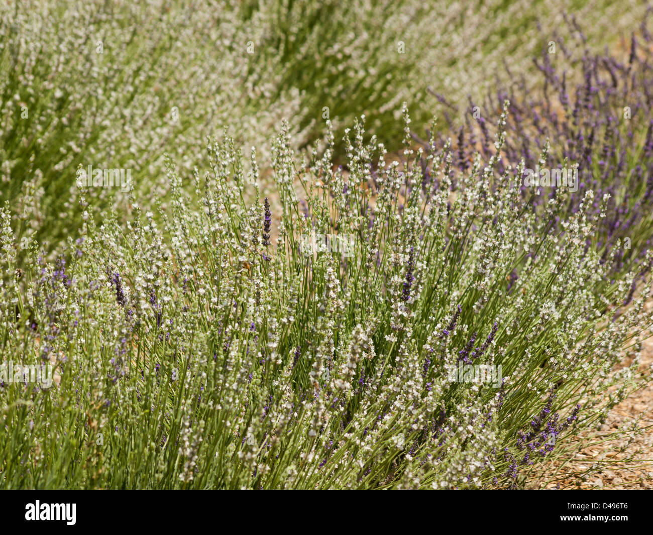 Lavender farm in Palisade, Colorado Stock Photo - Alamy