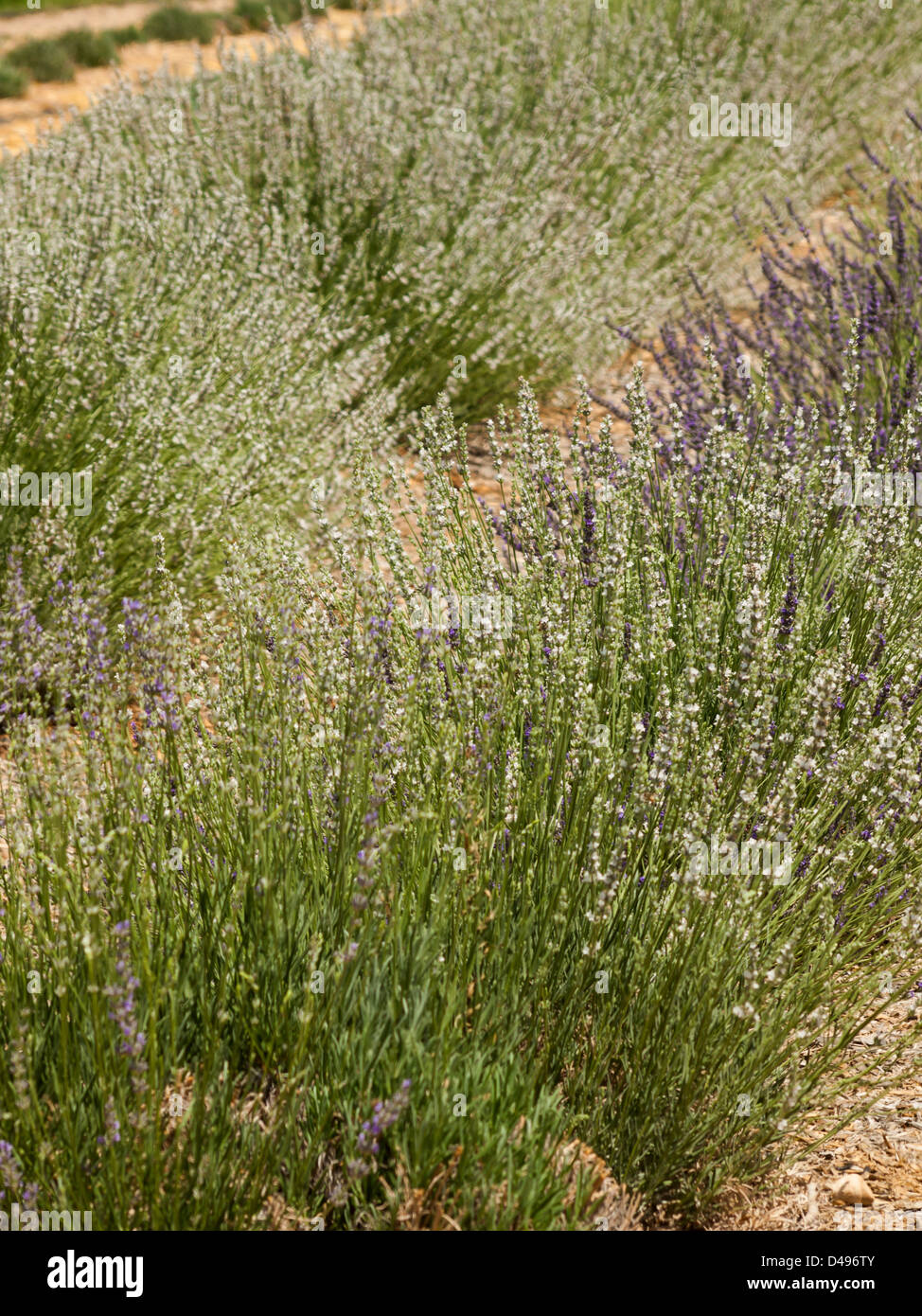 Lavender farm in Palisade, Colorado Stock Photo - Alamy