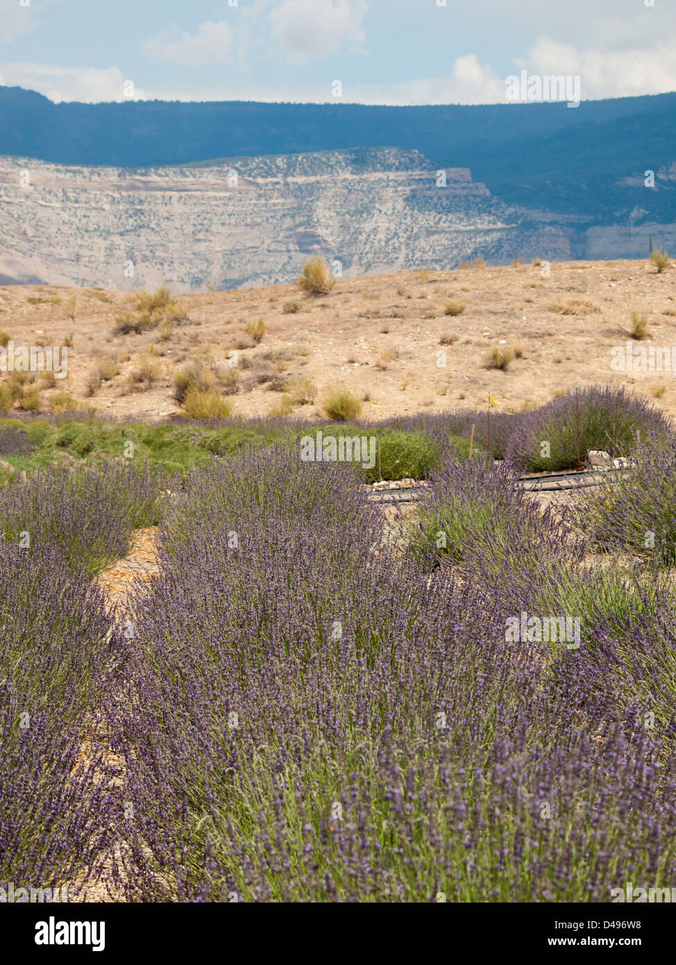 Lavender farm in Palisade, Colorado Stock Photo - Alamy