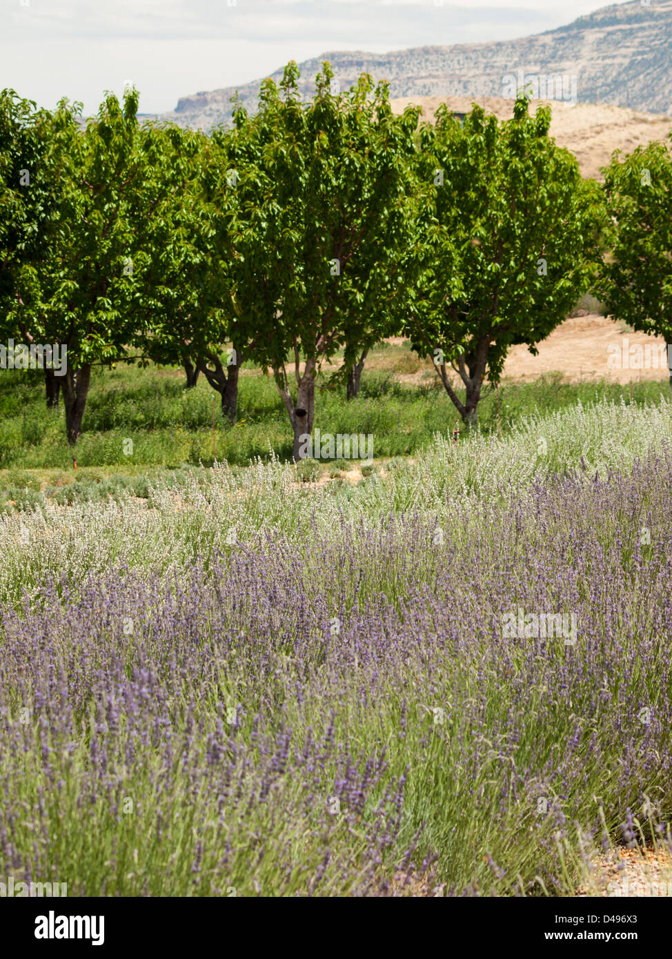 Lavender farm in Palisade, Colorado Stock Photo - Alamy