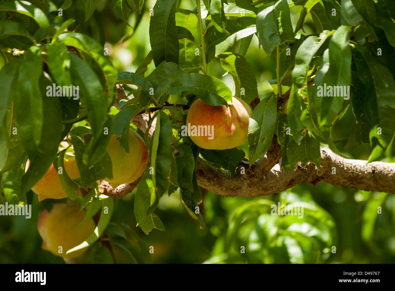 Palisade peach hi-res stock photography and images - Alamy
