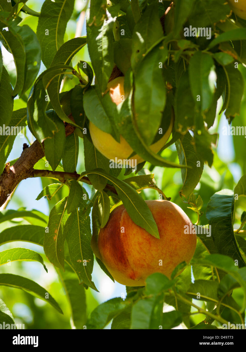 Peach farm in Palisade, Colorado Stock Photo - Alamy