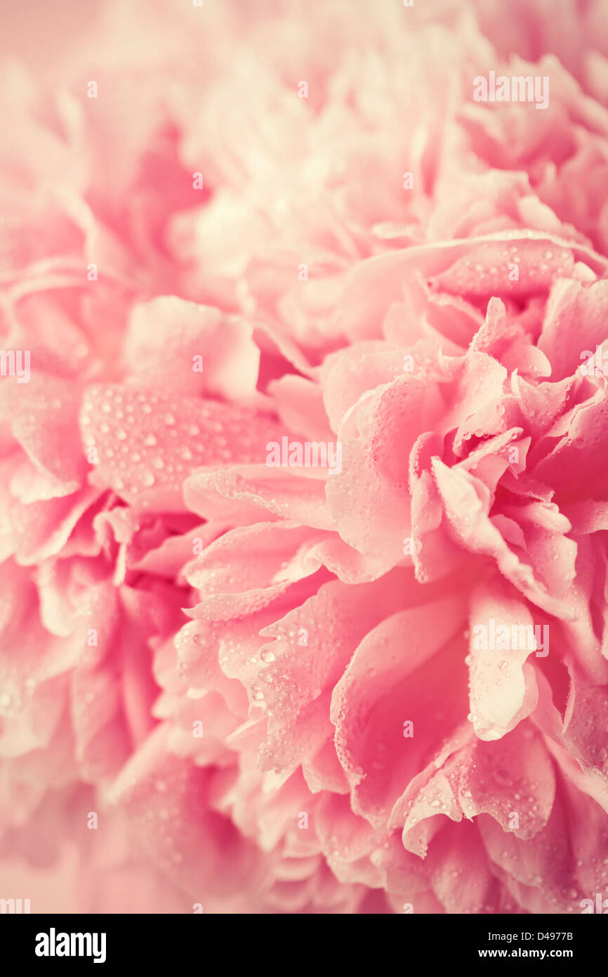 Abstract pink wedding flower background Stock Photo - Alamy