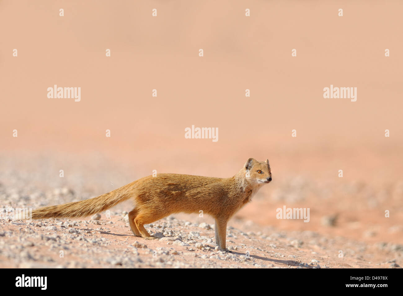 Mongoose side on hi-res stock photography and images - Alamy