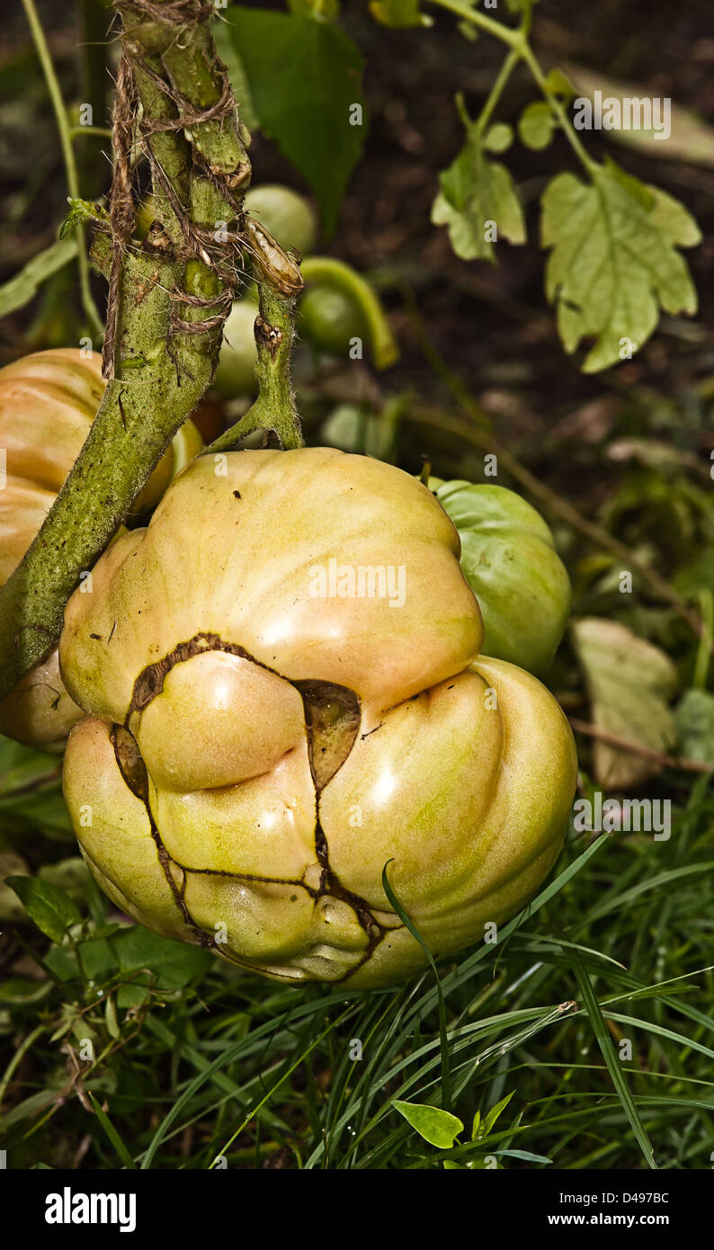 Tomato mutant custom type on a branch Stock Photo - Alamy