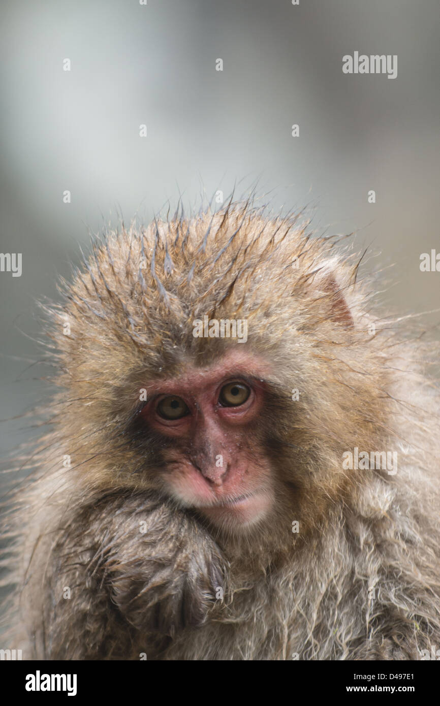 Cheek monkey hi-res stock photography and images - Alamy