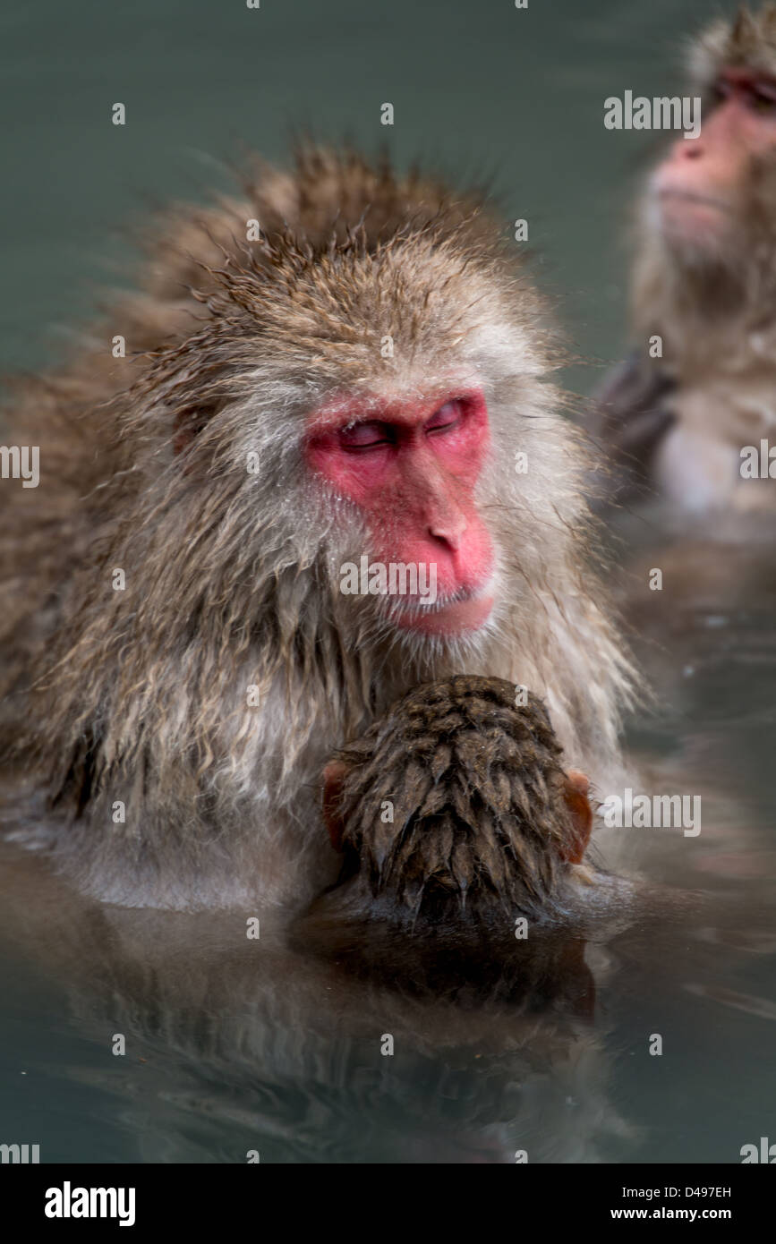 A mother and baby snow monkey enjoying an onsen Stock Photo - Alamy