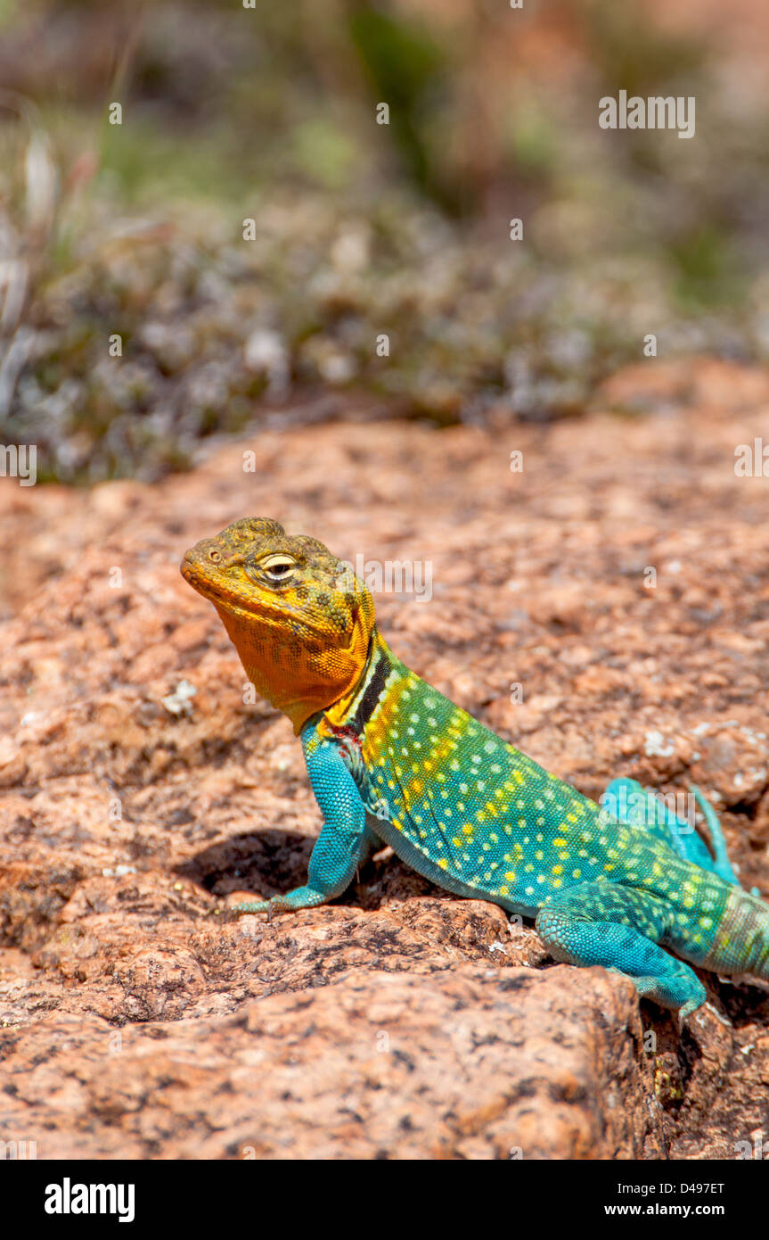 A close up of a male eastern collard lizard sunbathing on granite Stock ...