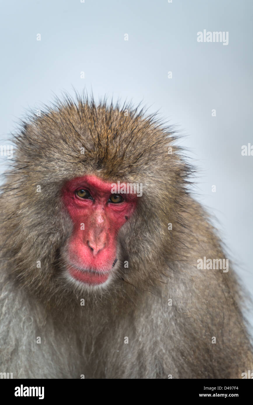 Japanese macaque or snow japanese monkey hi-res stock photography and ...