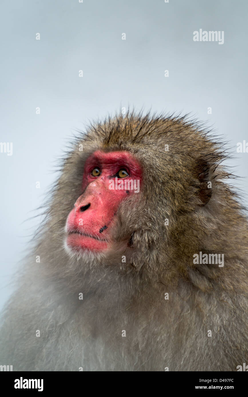 A portrait of an adult snow monkey with battle scars looking off into ...