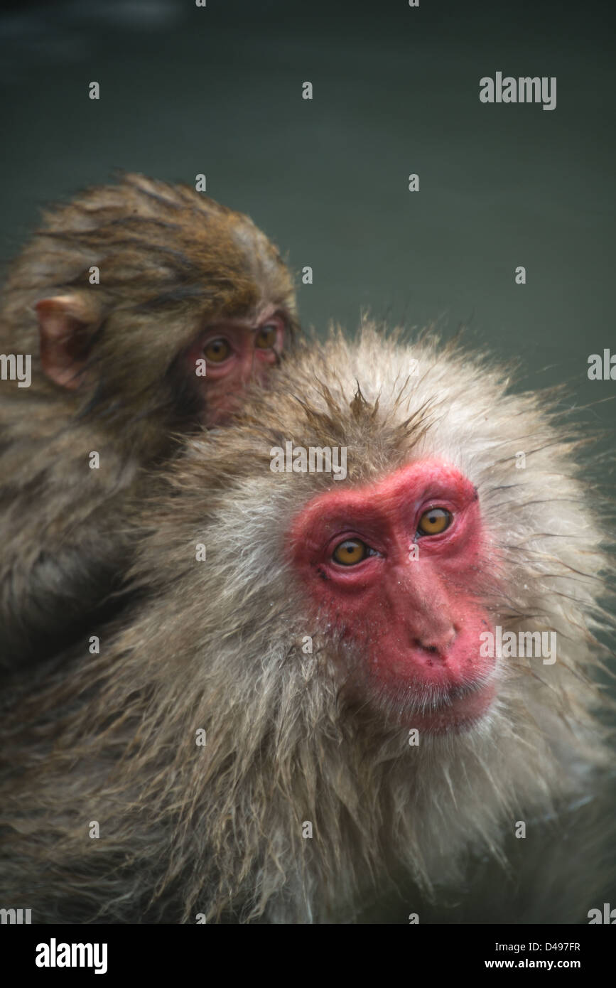 Macaca fuscata mother and baby hi-res stock photography and images - Alamy