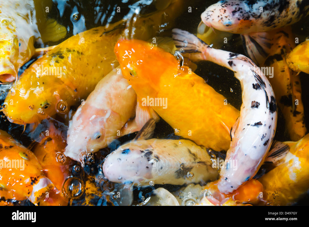 Japanese carp hi-res stock photography and images - Alamy