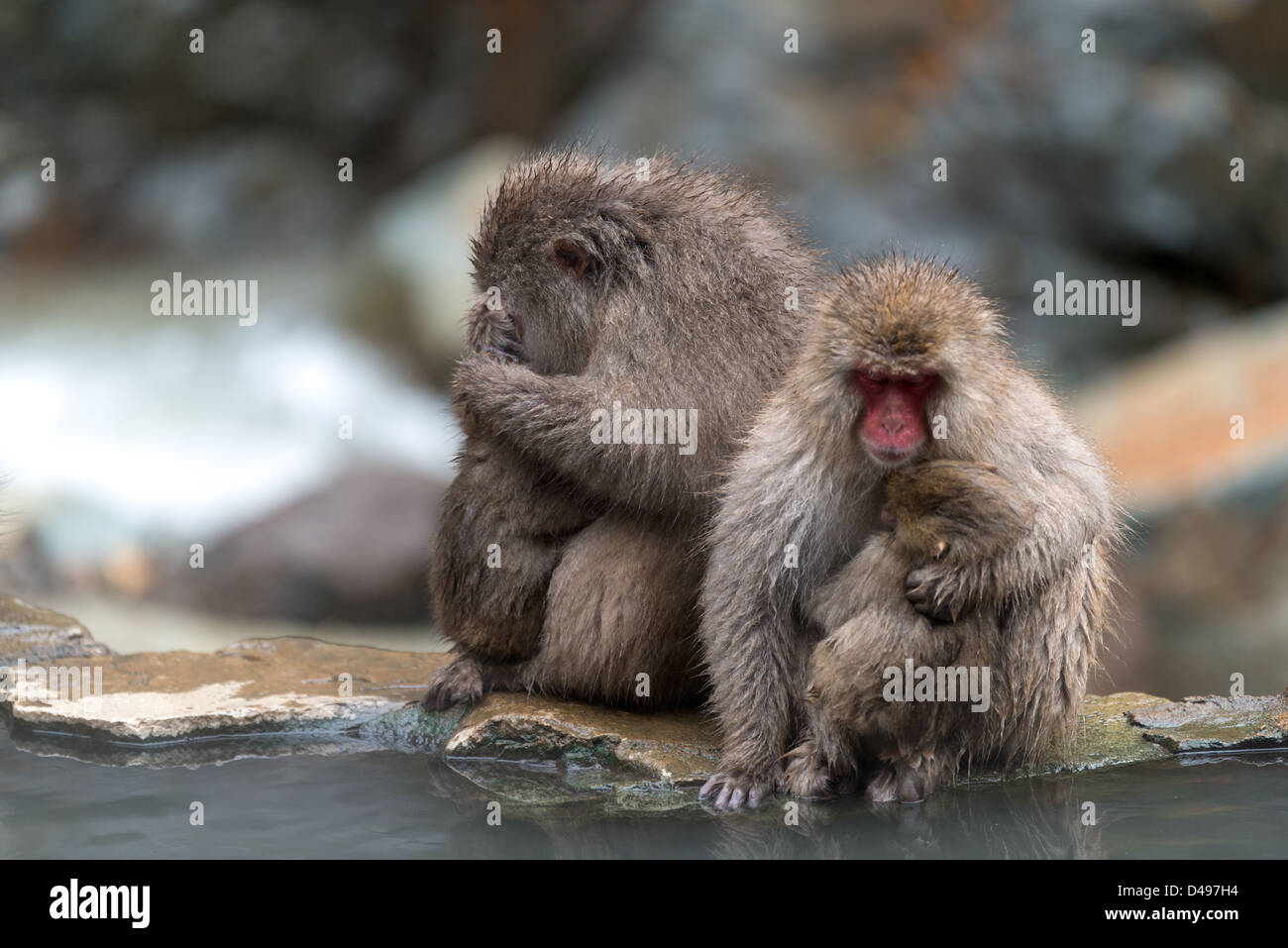 Two Mother Snow Monkeys cuddling their babies Stock Photo - Alamy