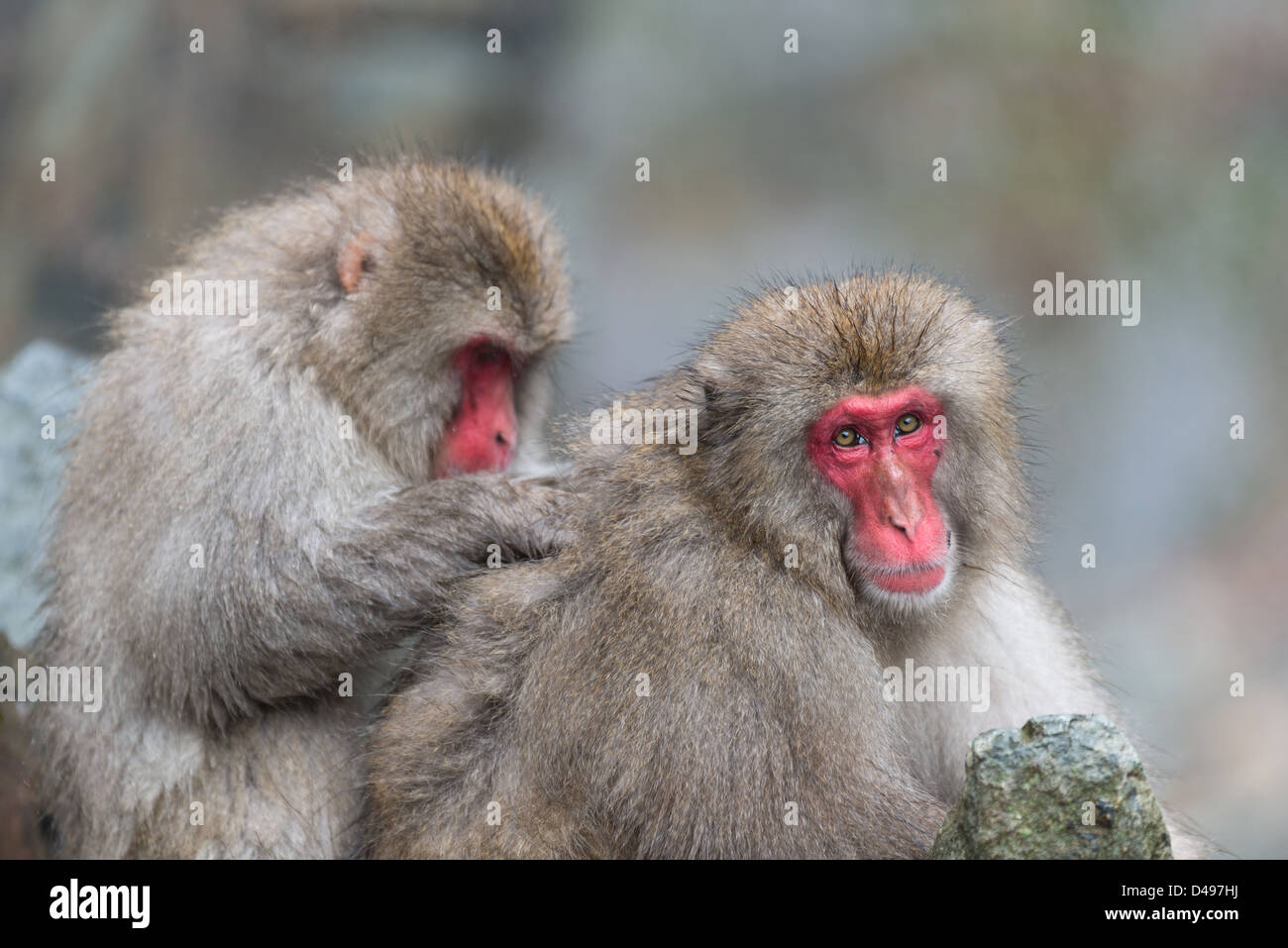 Japanese macaques hot springs hi-res stock photography and images - Alamy