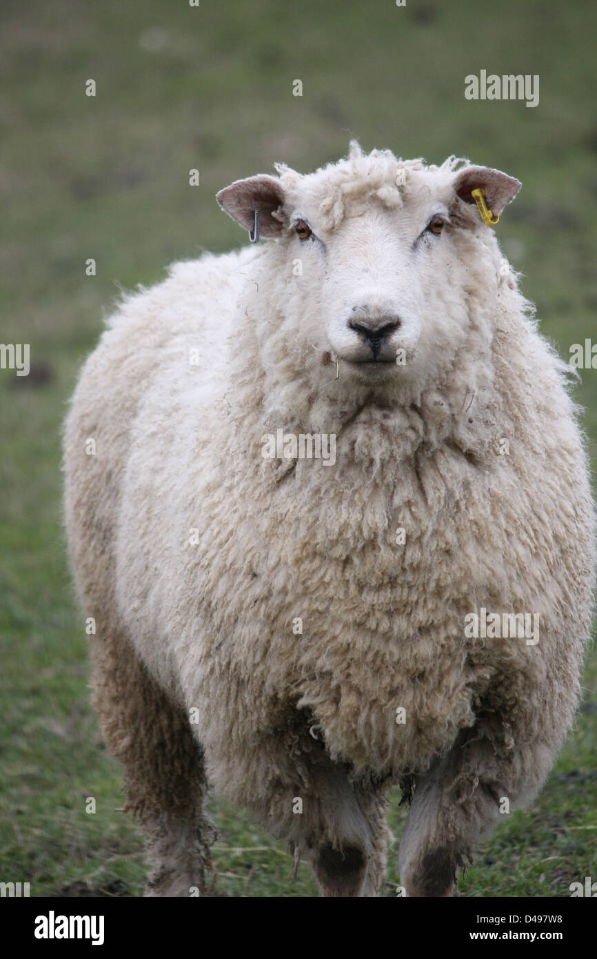 Sheep on Romney Marsh Stock Photo - Alamy