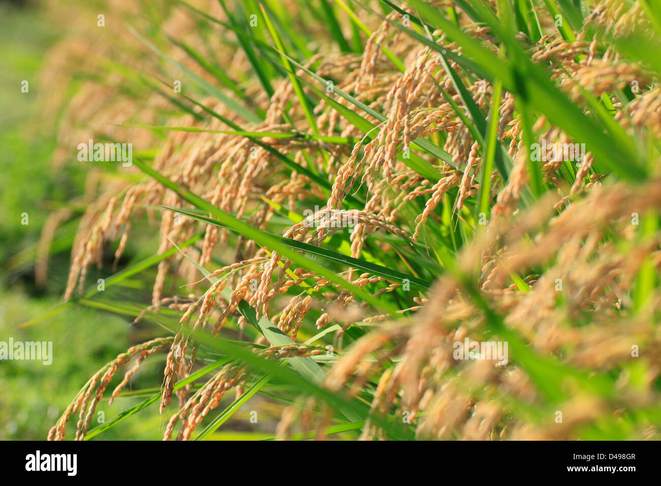 Landscape of rice field in Japan Stock Photo - Alamy