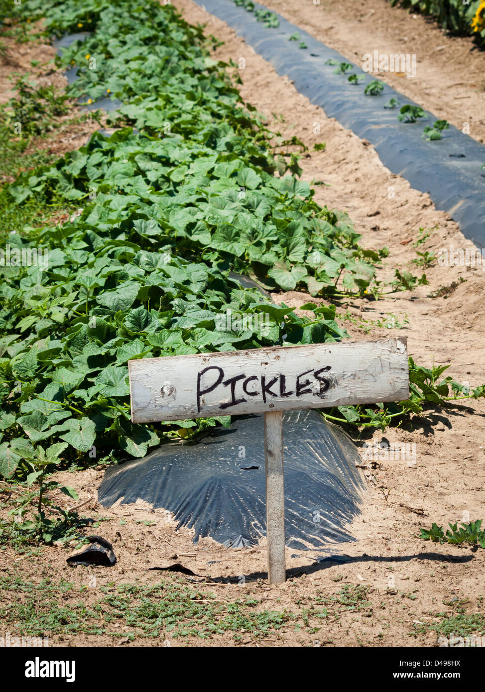 Veggie garden full of great vegetables and flowers Stock Photo - Alamy