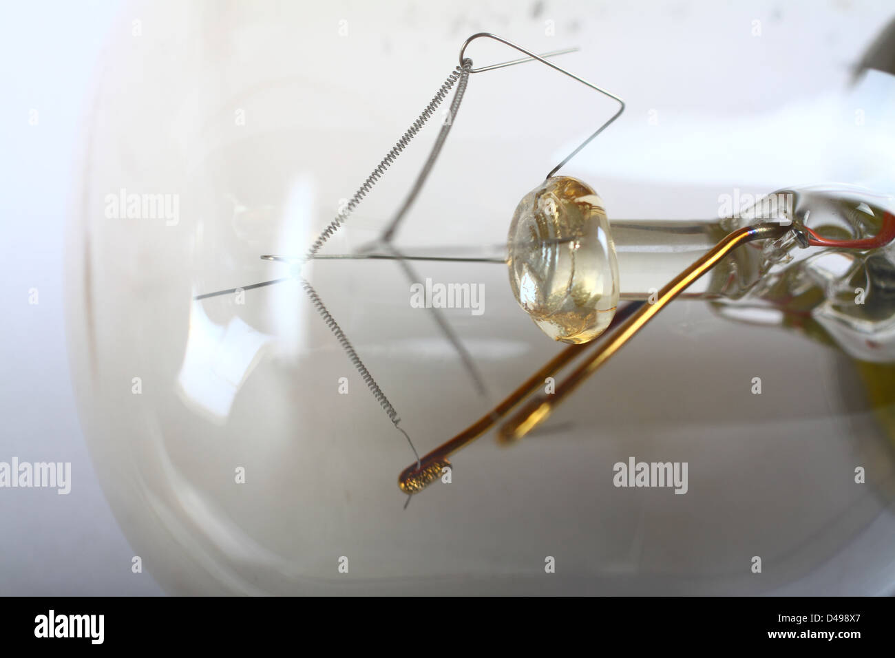 Close up of a pygmy light bulb Stock Photo - Alamy