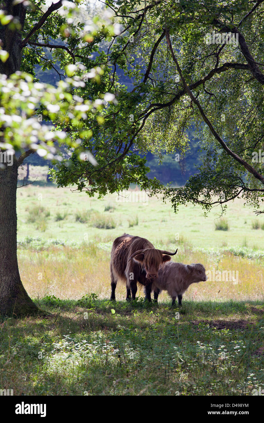 Calf shade hi-res stock photography and images - Alamy