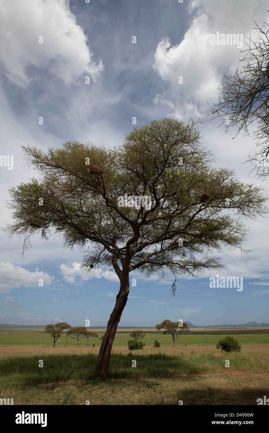 Akacia tree hi-res stock photography and images - Alamy