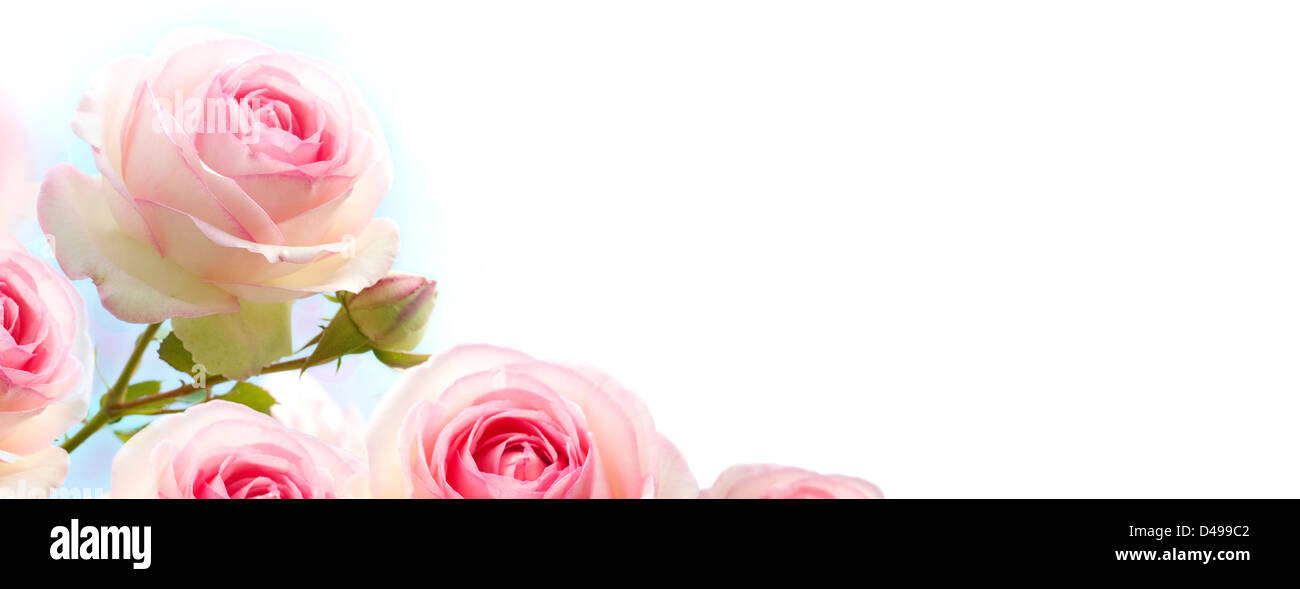 rosebush flowers, pink roses over a gradient blue to white background ...