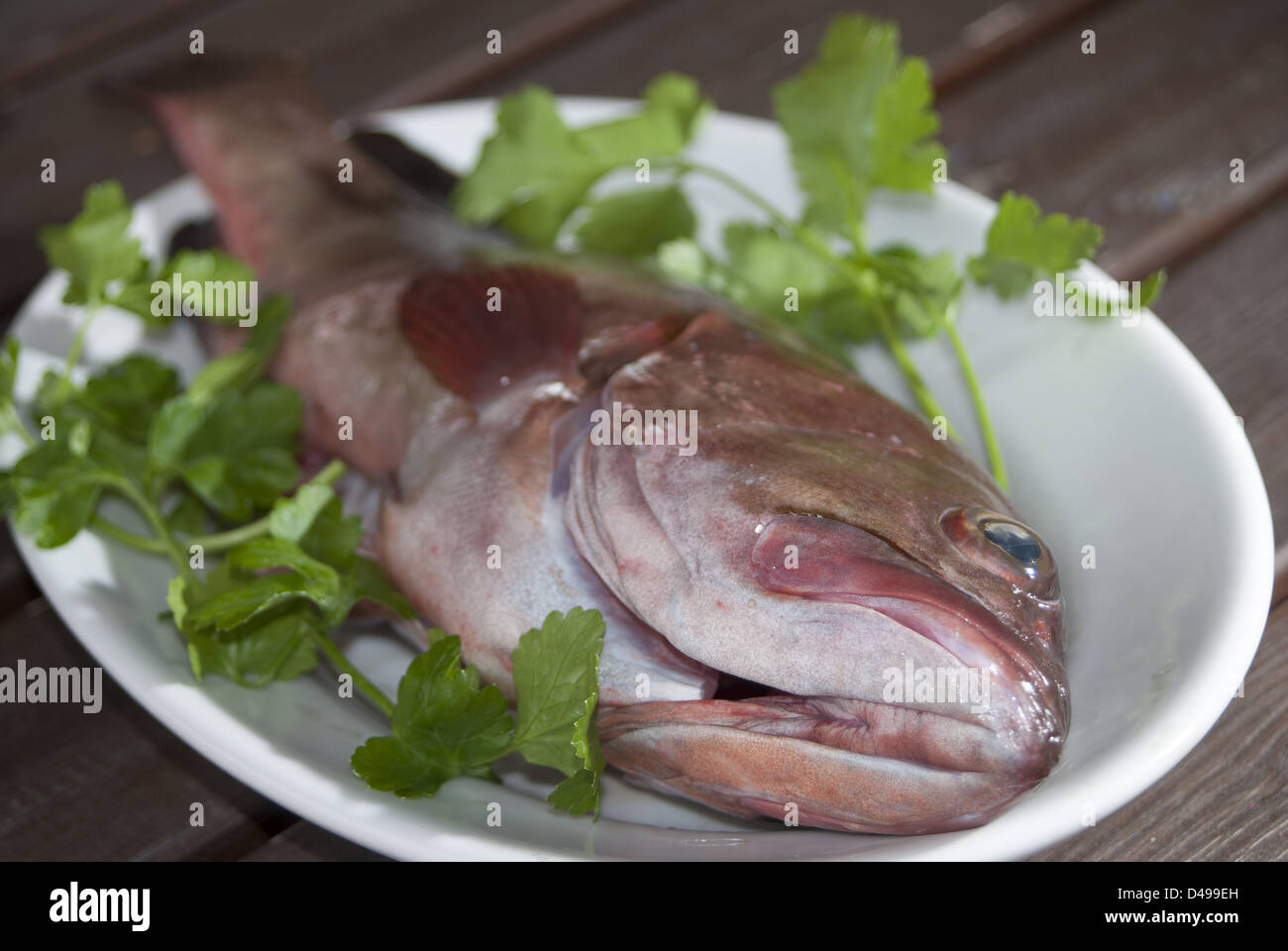 Grilled grouper fish grouper hi-res stock photography and images - Alamy