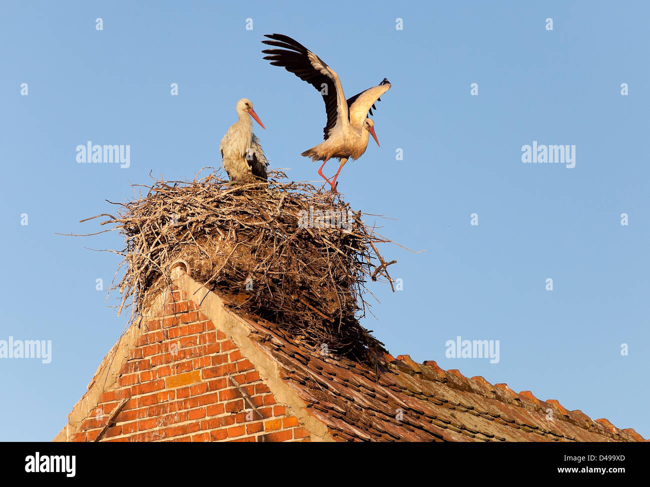 Rühstädt, Germany, storks in their nest on a ridge Stock Photo - Alamy