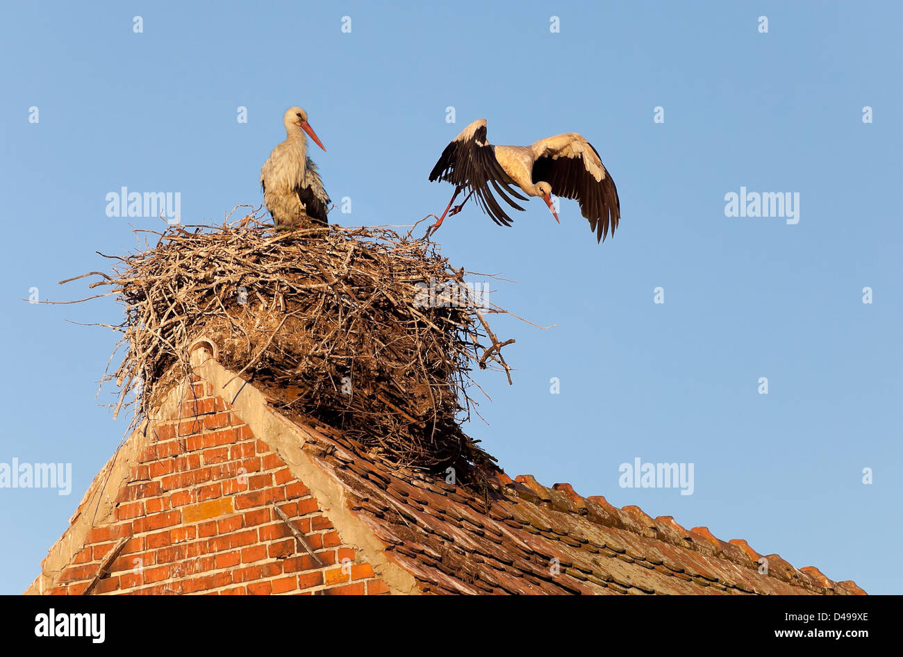Rühstädt, Germany, storks in their nest on a ridge Stock Photo - Alamy