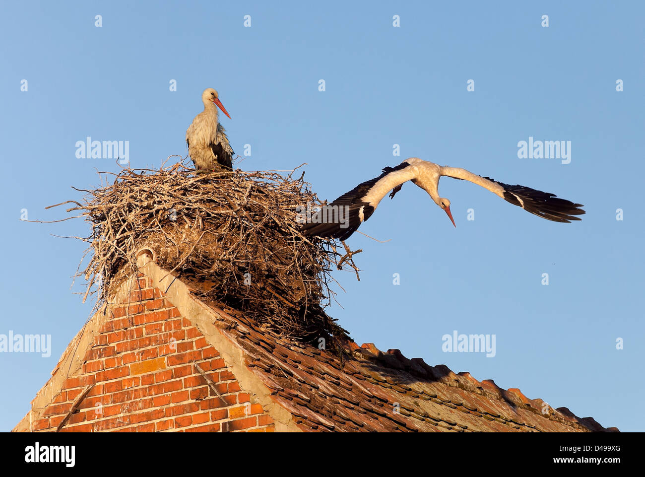 Rühstädt, Germany, storks in their nest on a ridge Stock Photo - Alamy