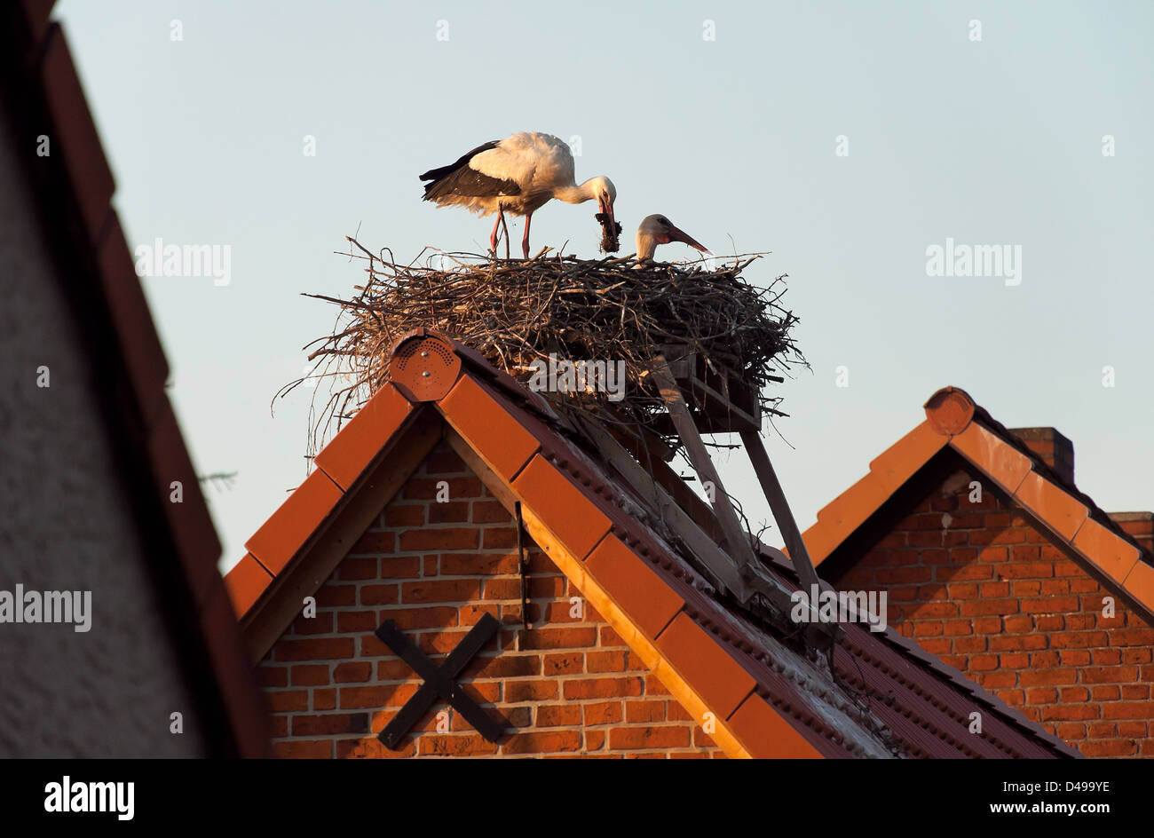 Rühstädt, Germany, storks in their nest on a ridge Stock Photo - Alamy