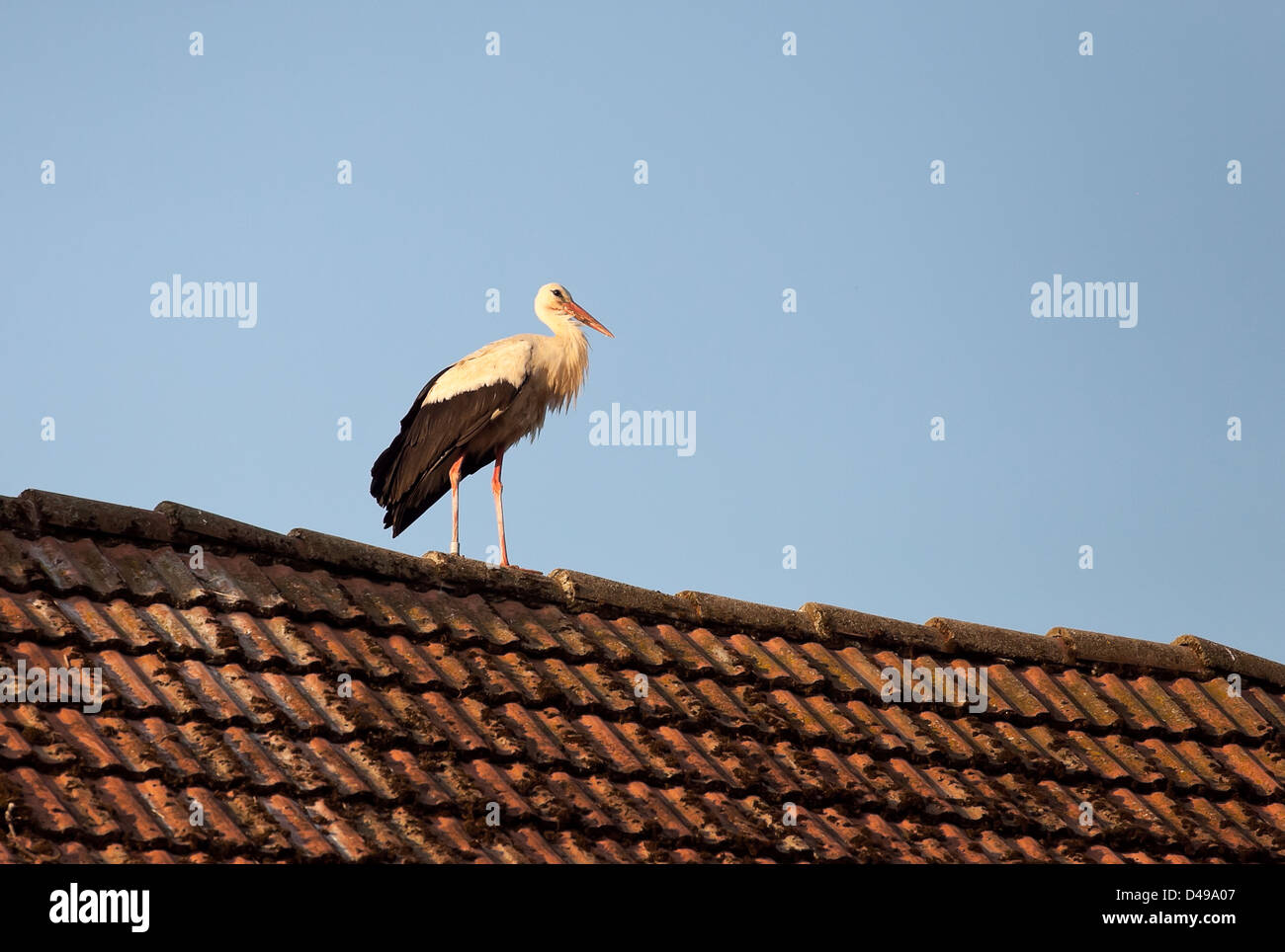 Rühstädt, Germany, a stork sitting on a ridge Stock Photo - Alamy