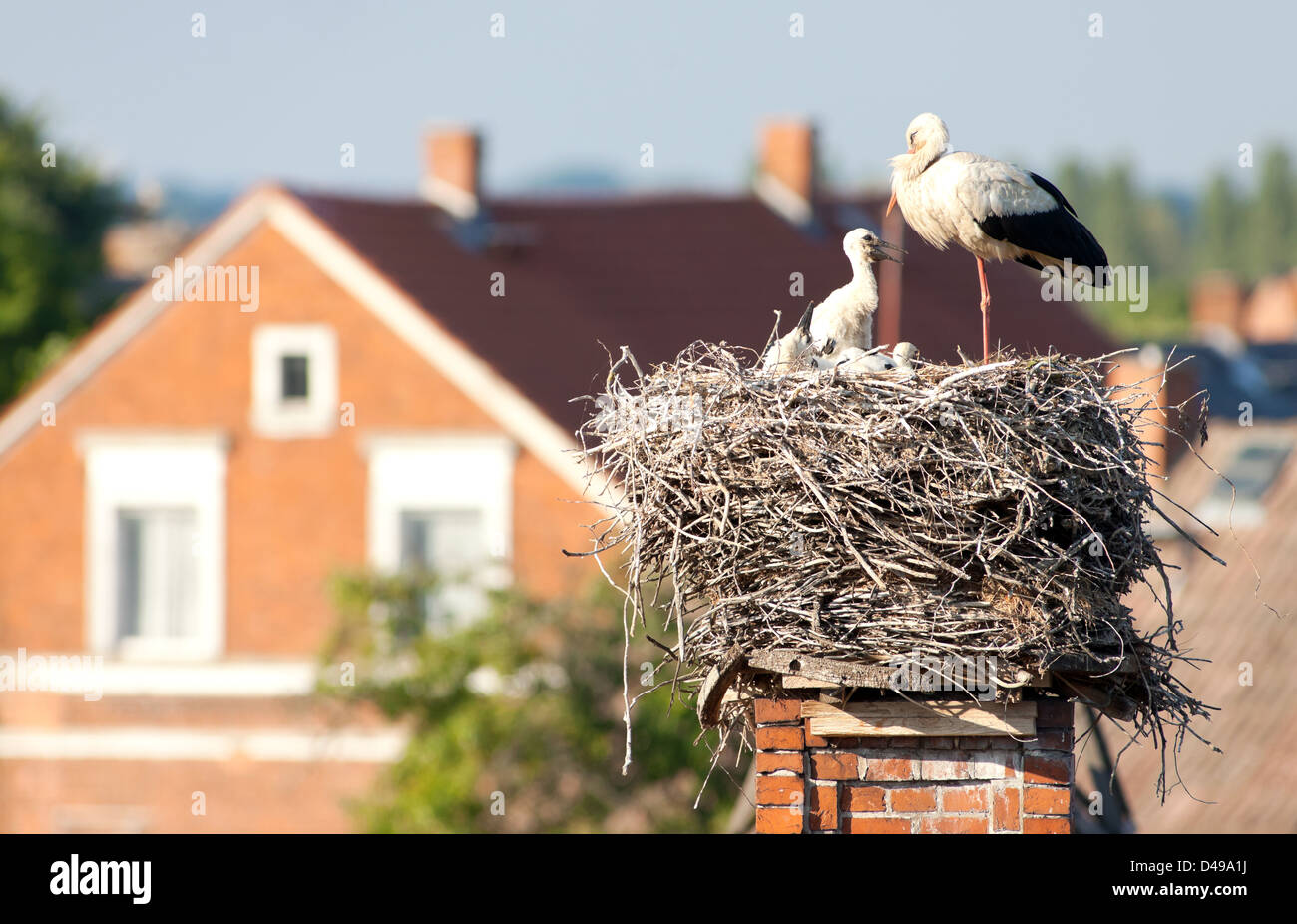 Rühstädt, Germany, storks in their nest Stock Photo - Alamy