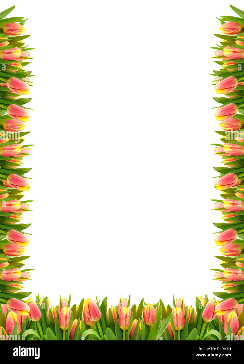 Frame of Tulip Flowers, over white background Stock Photo - Alamy