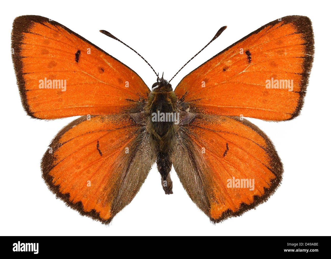 Red Large Copper butterfly (Lycaena dispar rutila) isolated on white ...