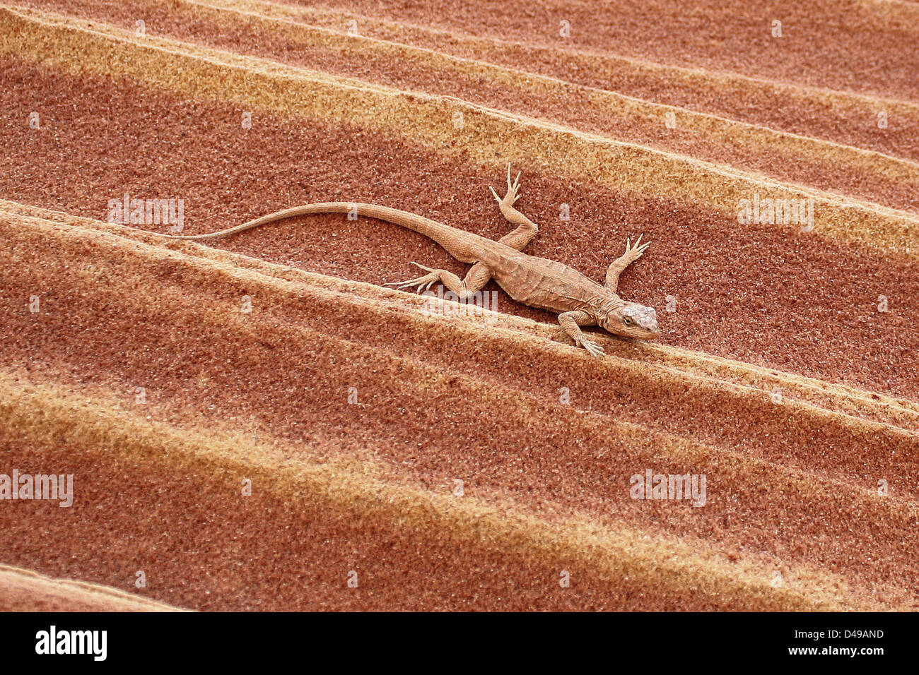 Lizard on The Wave Stock Photo - Alamy