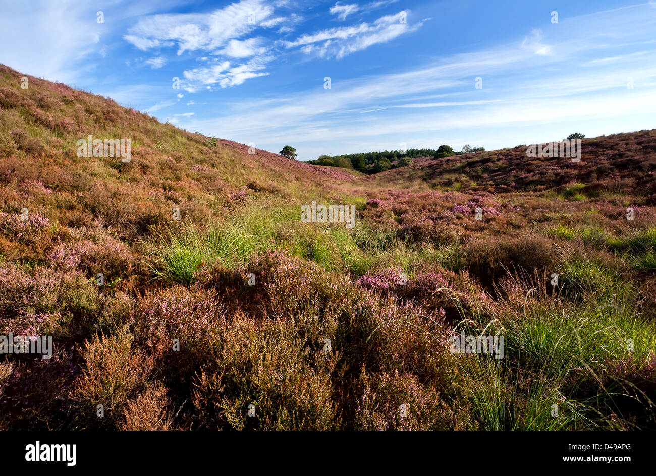 hills with flowering heather in Veluwe, Gelderland Stock Photo - Alamy
