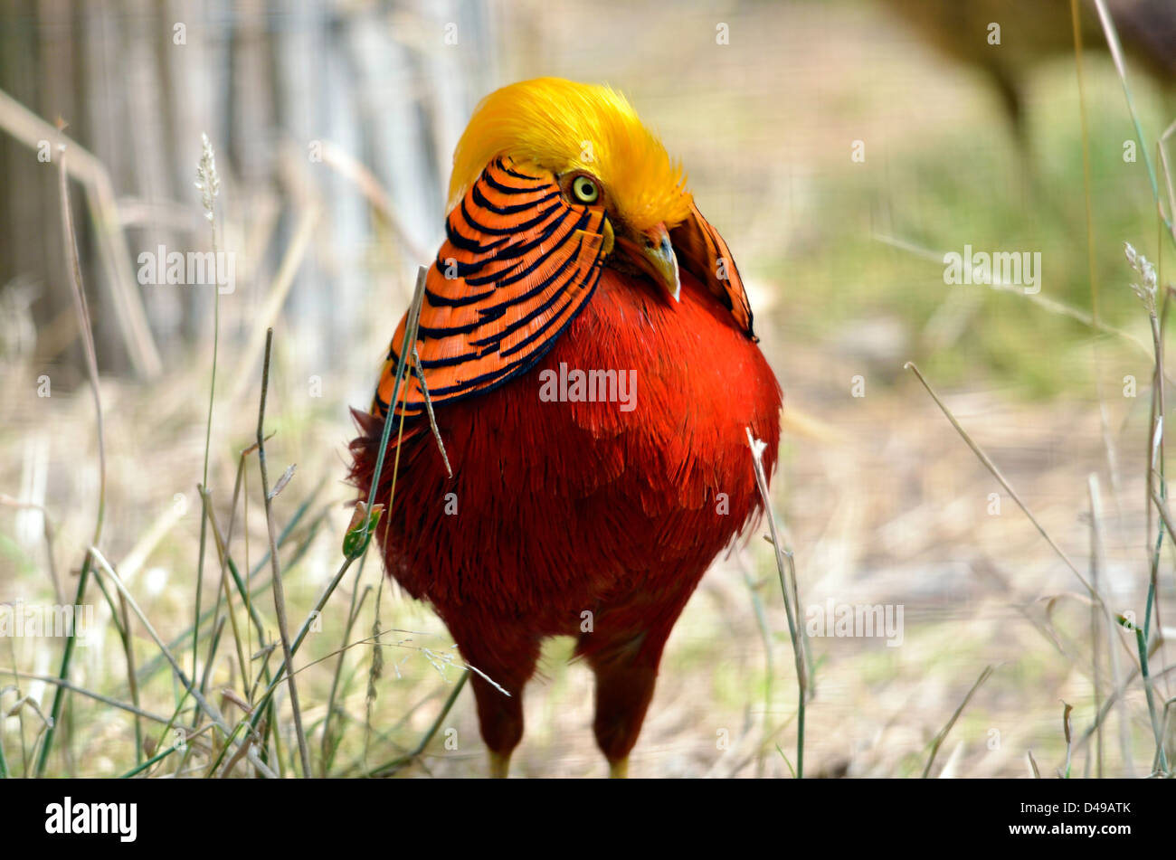 Closeup golden pheasant (Chrysolophus pictus) view of front Stock Photo ...