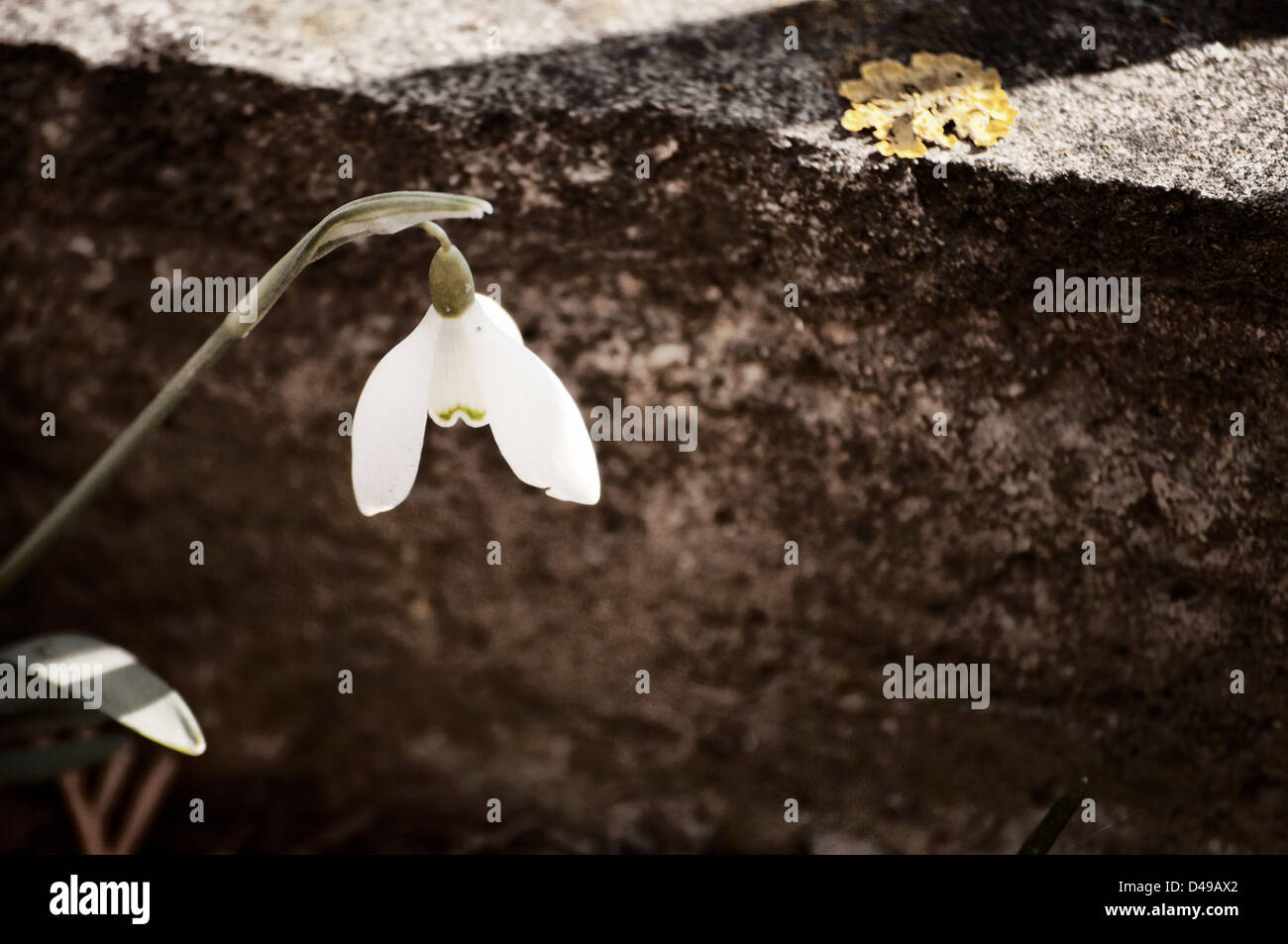 One snow drop hi-res stock photography and images - Alamy