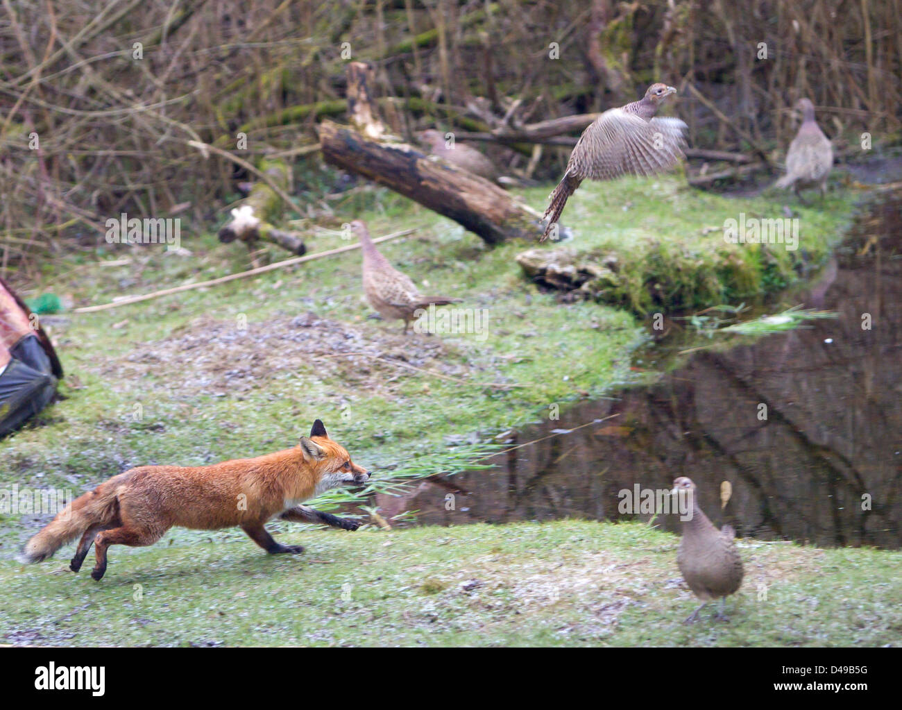 red Fox chasing after pheasants during winter in the Oxfordshire ...