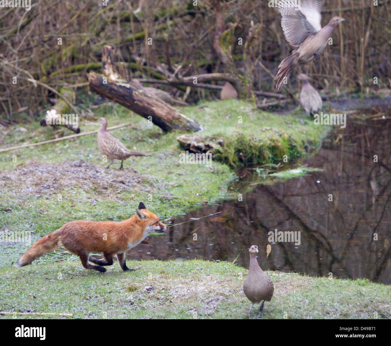 red Fox chasing after pheasants during winter in the Oxfordshire ...