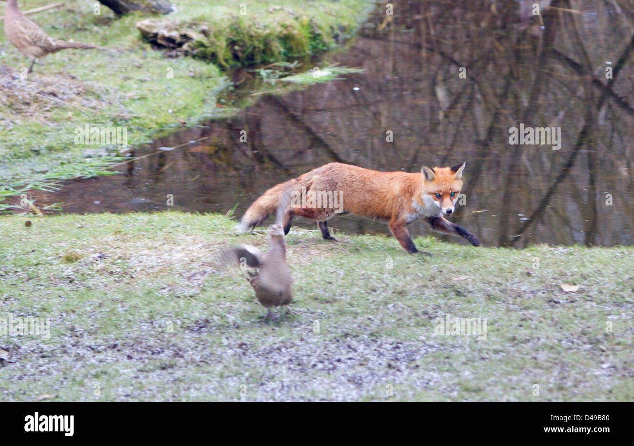 red Fox chasing after pheasants during winter in the Oxfordshire ...