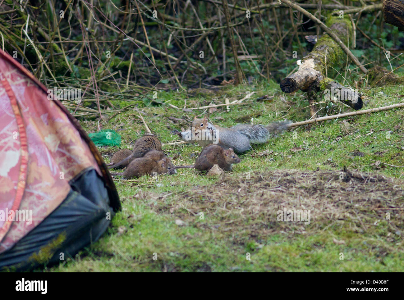Rats in the countryside hi-res stock photography and images - Alamy