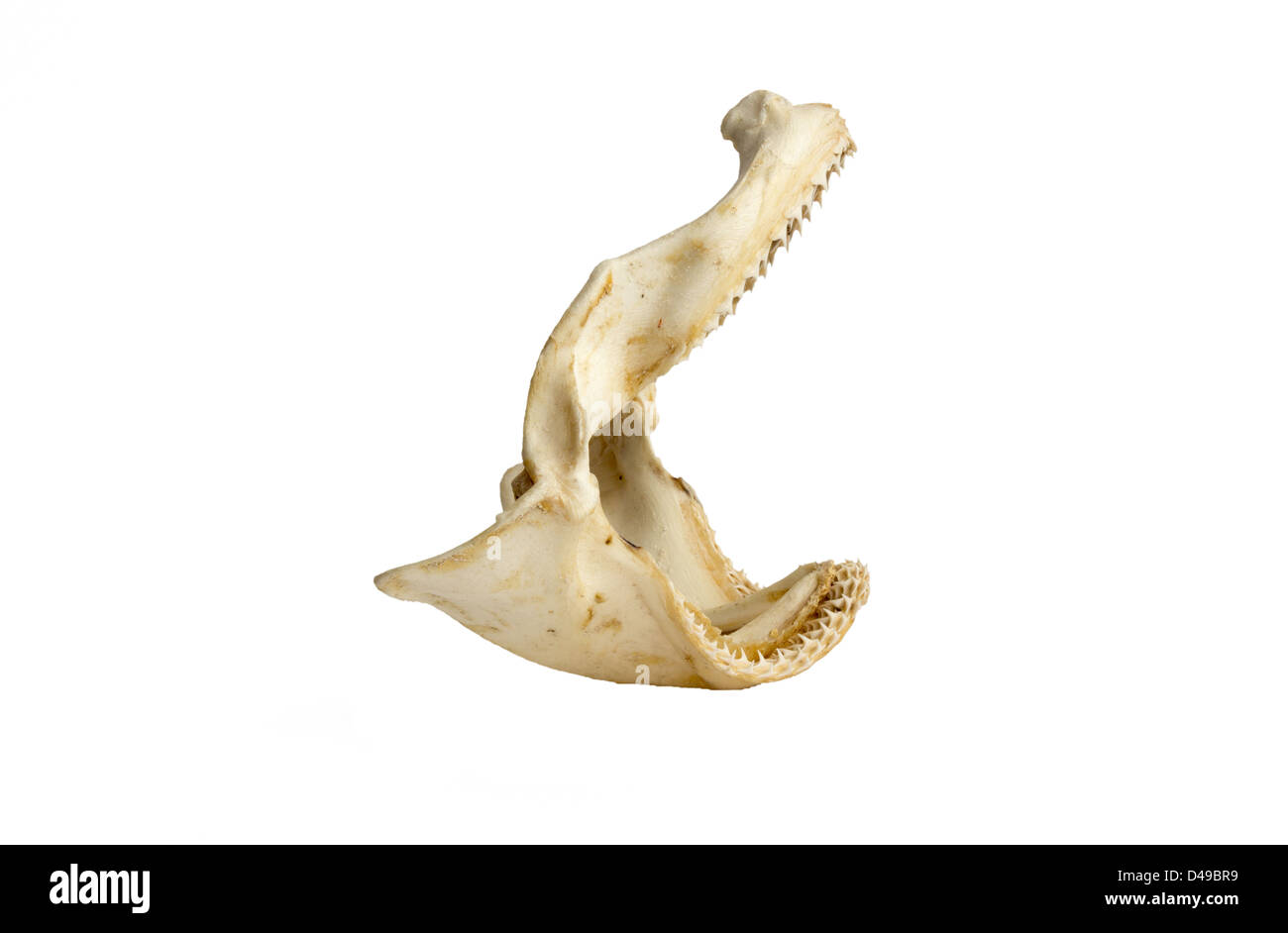 Shark skeleton hi-res stock photography and images - Alamy