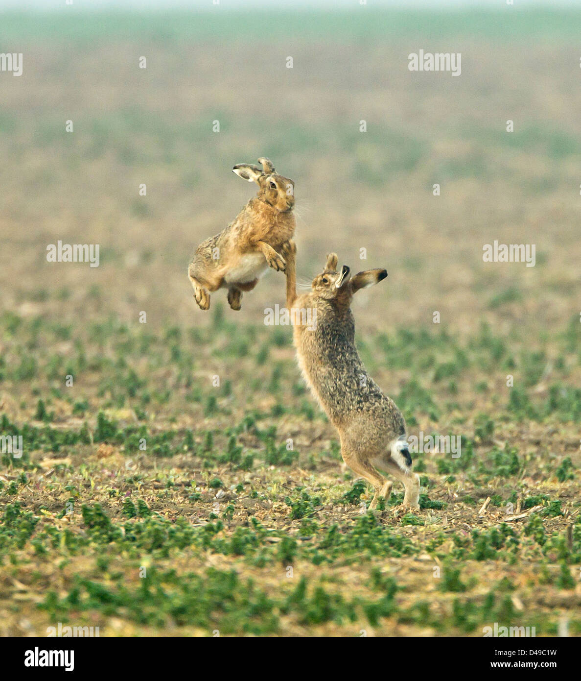 Brown Hares boxing with one leaping in the air during Spring in Oxon ...