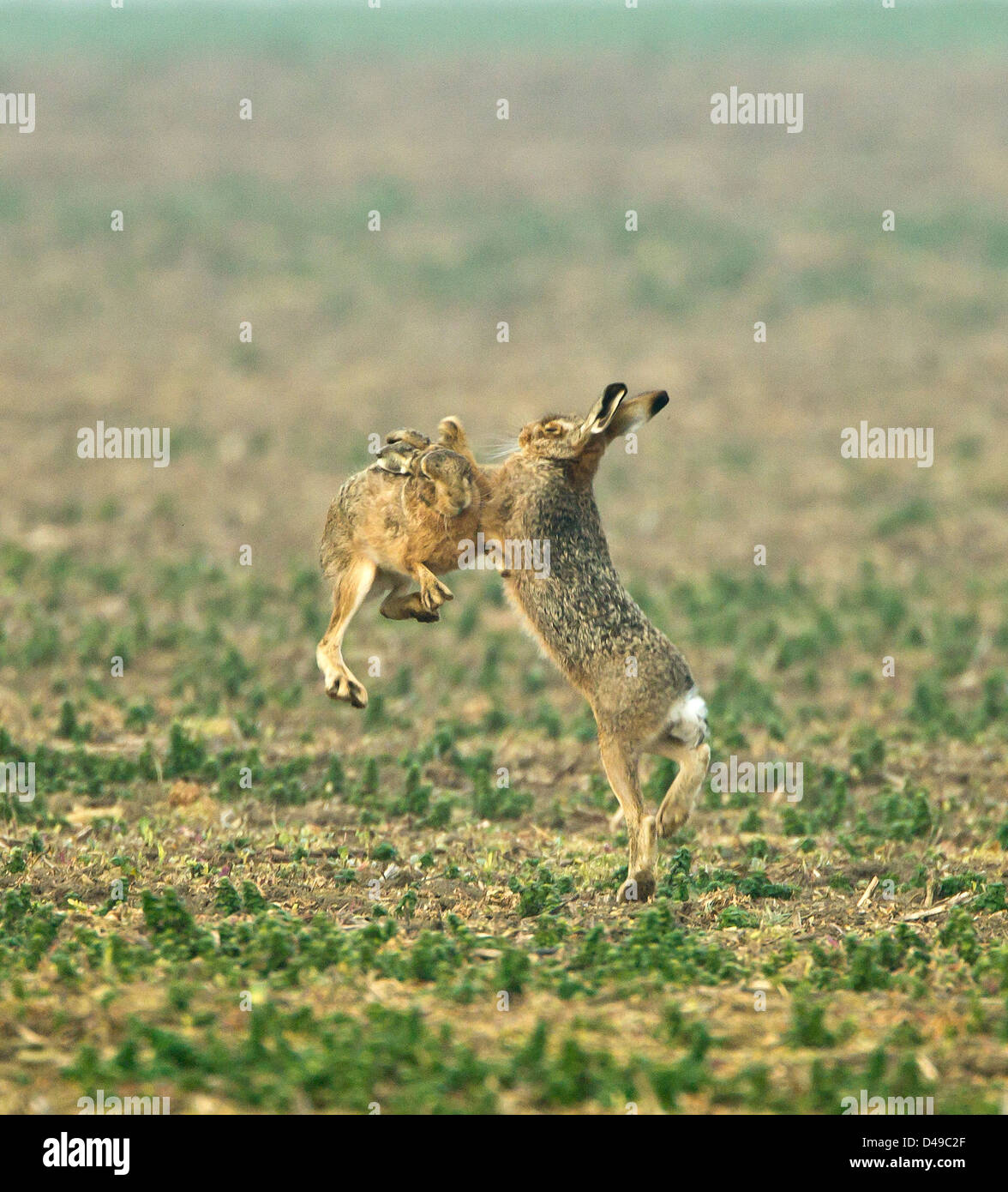 Spring hare leaping hi-res stock photography and images - Alamy